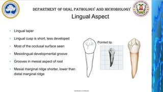 Mandibular I premolar | PPT