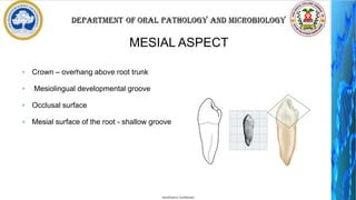 Mandibular I premolar | PPT