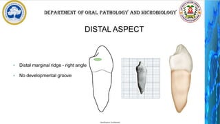 Mandibular I premolar | PPT