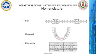 Mandibular I premolar | PPT