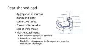 MANDIBULAR ANATOMICAL LANDMARKS | PPTX
