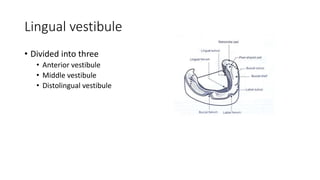 MANDIBULAR ANATOMICAL LANDMARKS | PPTX