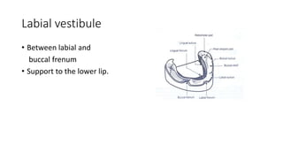 MANDIBULAR ANATOMICAL LANDMARKS | PPTX