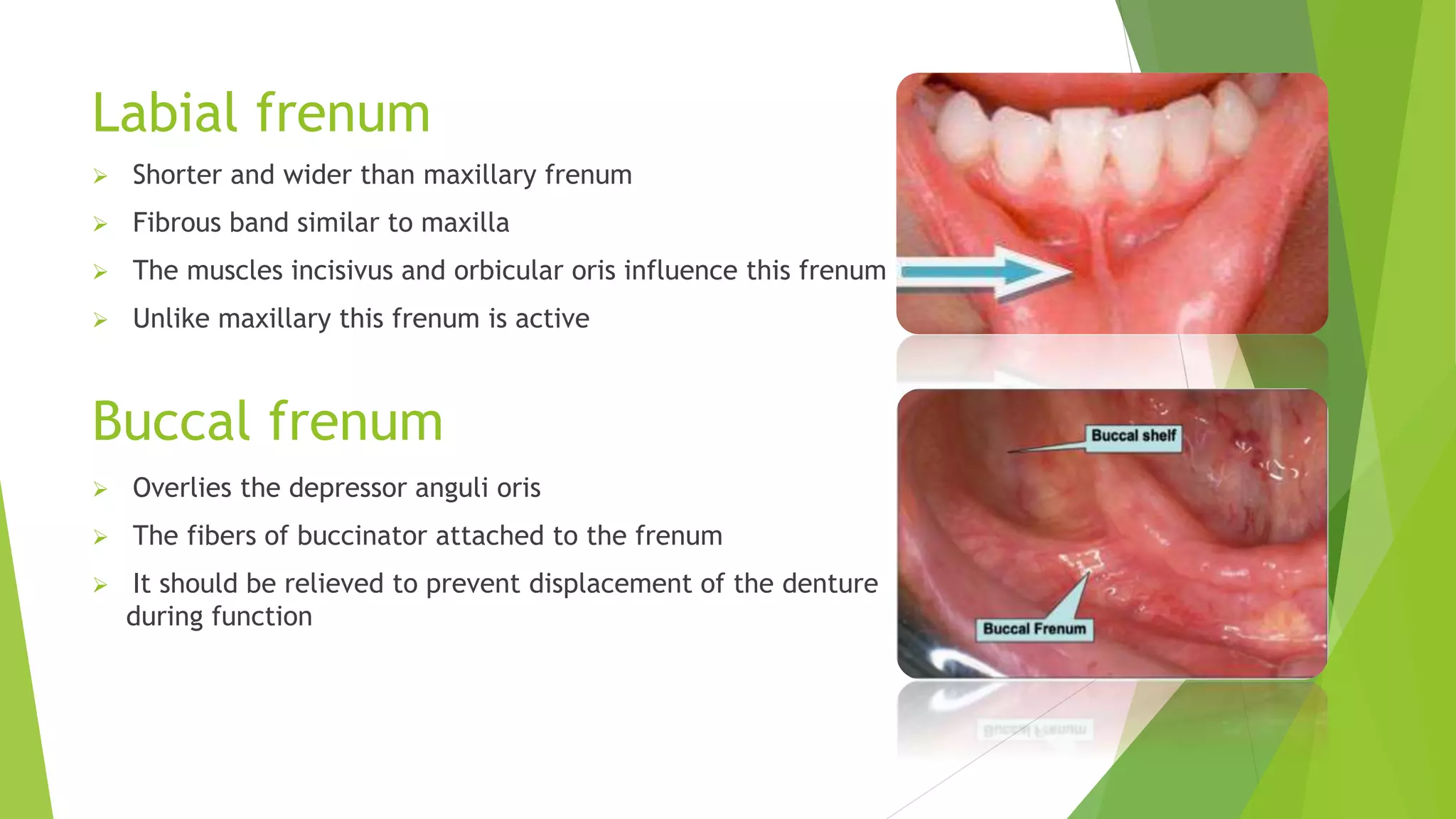 Mandibular landmarks | PPTX