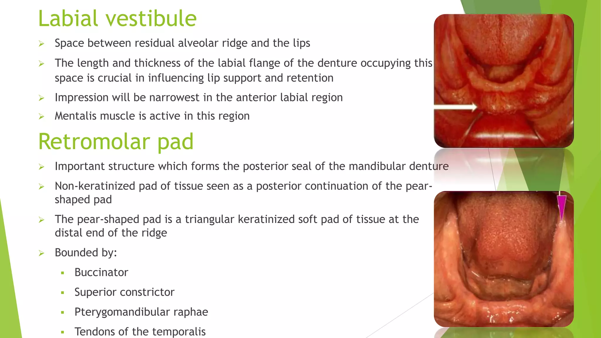 Mandibular landmarks | PPTX