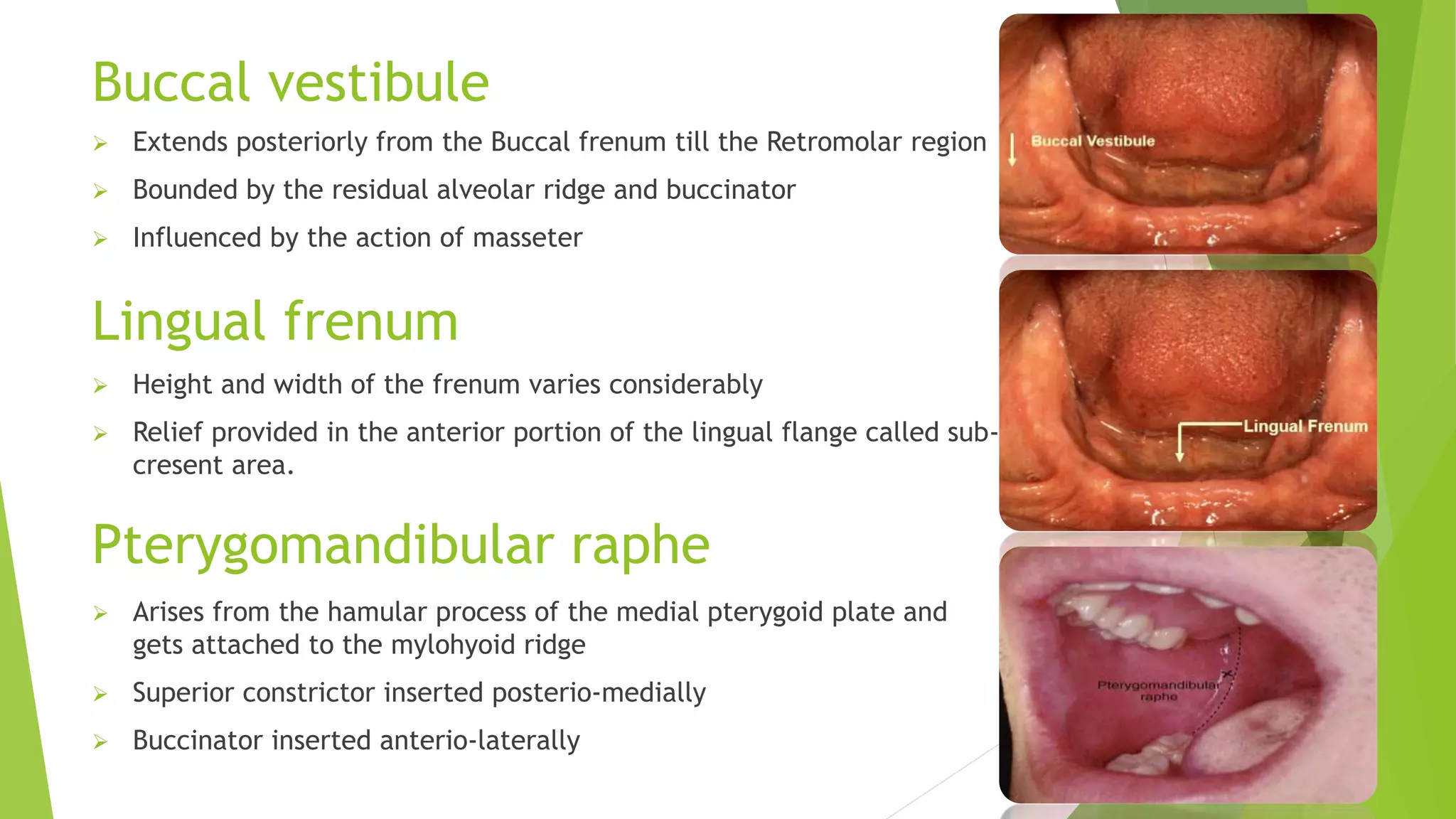Mandibular landmarks | PPTX