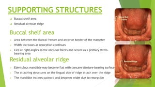 Mandibular landmarks | PPTX