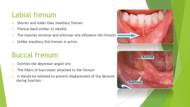 Mandibular landmarks