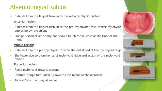 Mandibular landmarks
