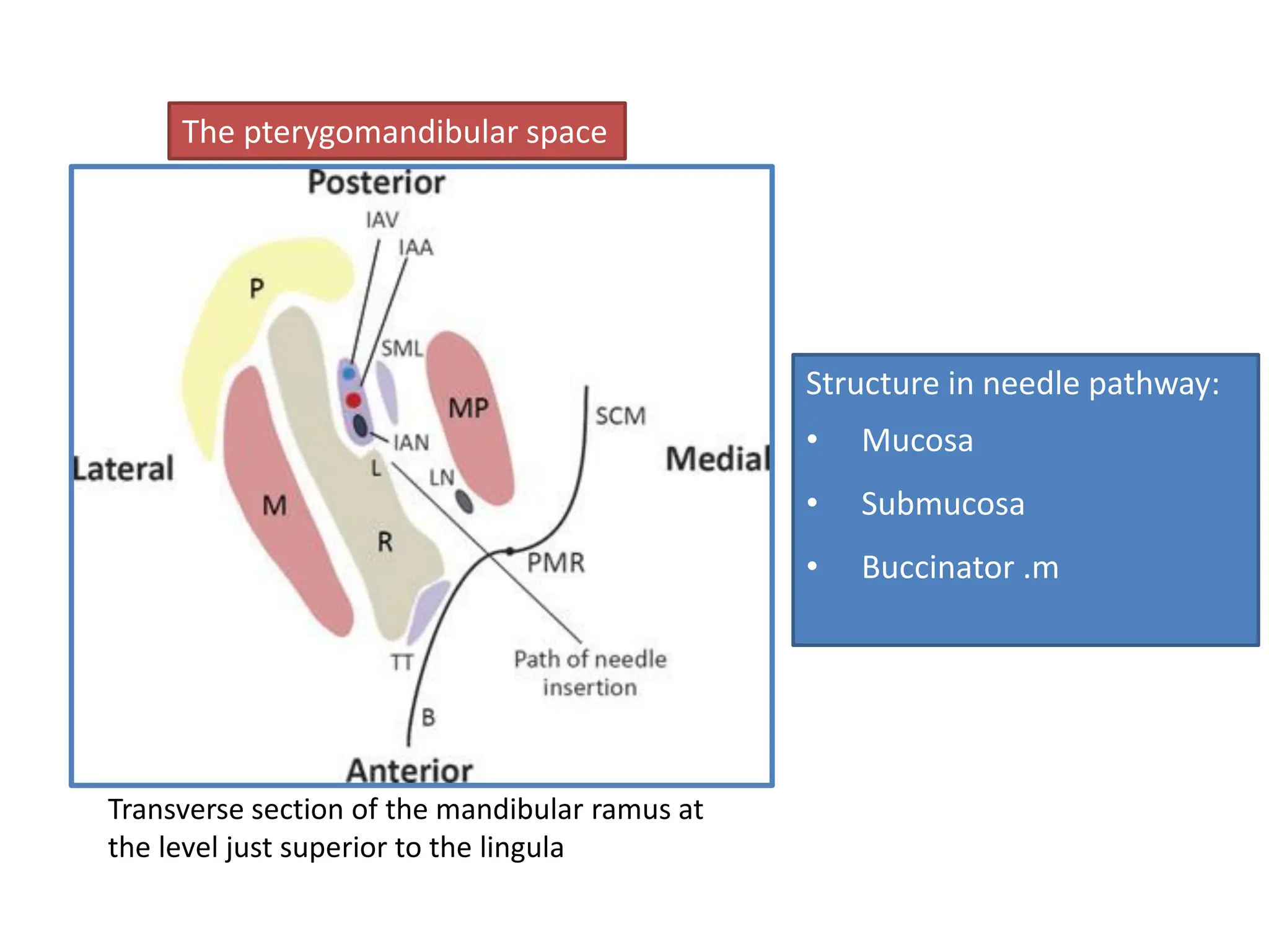 mandibular techniques in your area are here | PDF