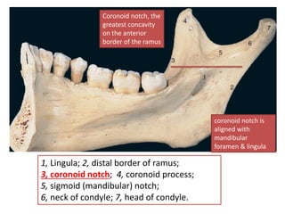 mandibular techniques in your area are here | PDF
