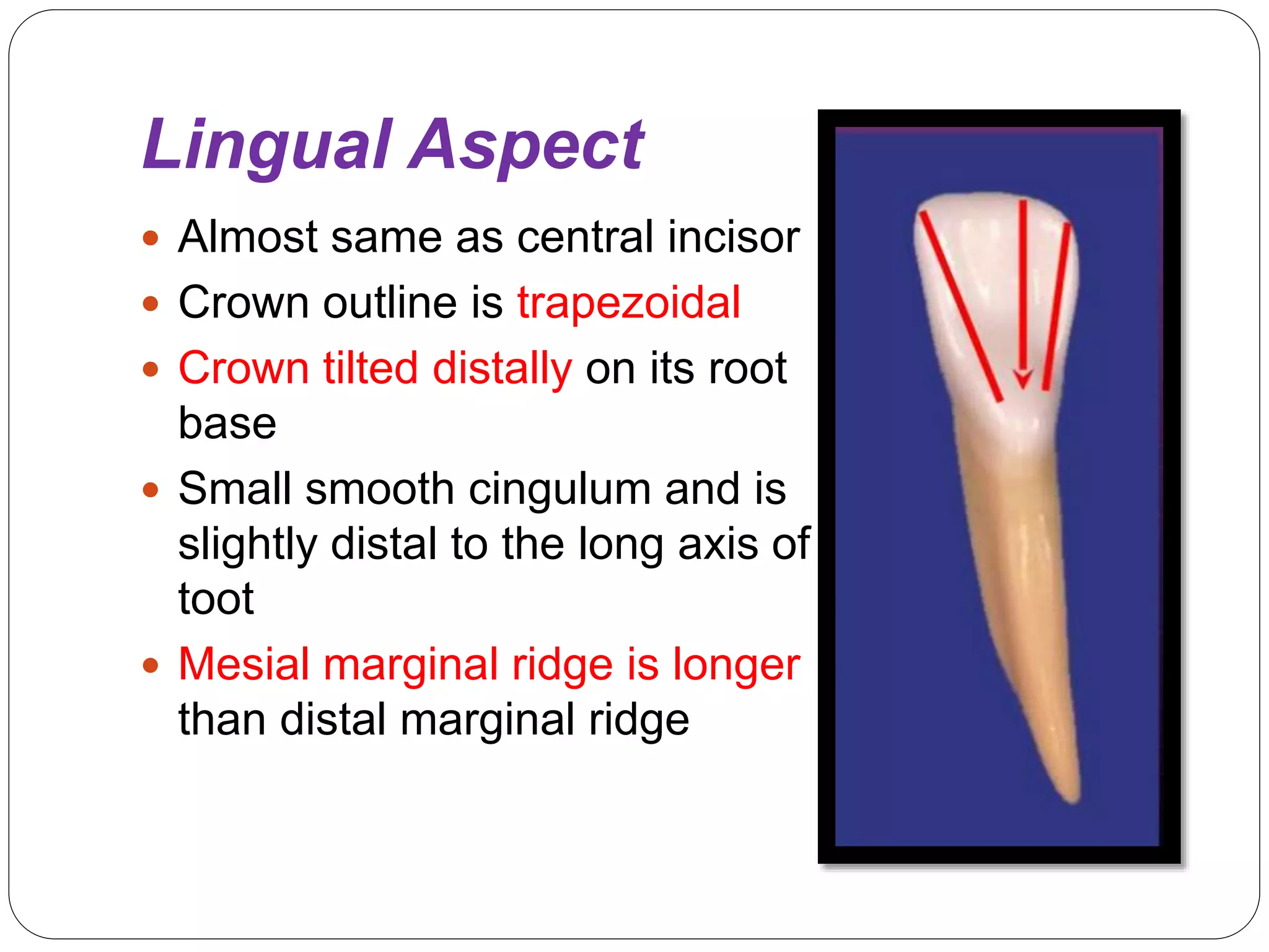 PERMANENT MANDIBULAR LATERAL INCISOR | PPTX
