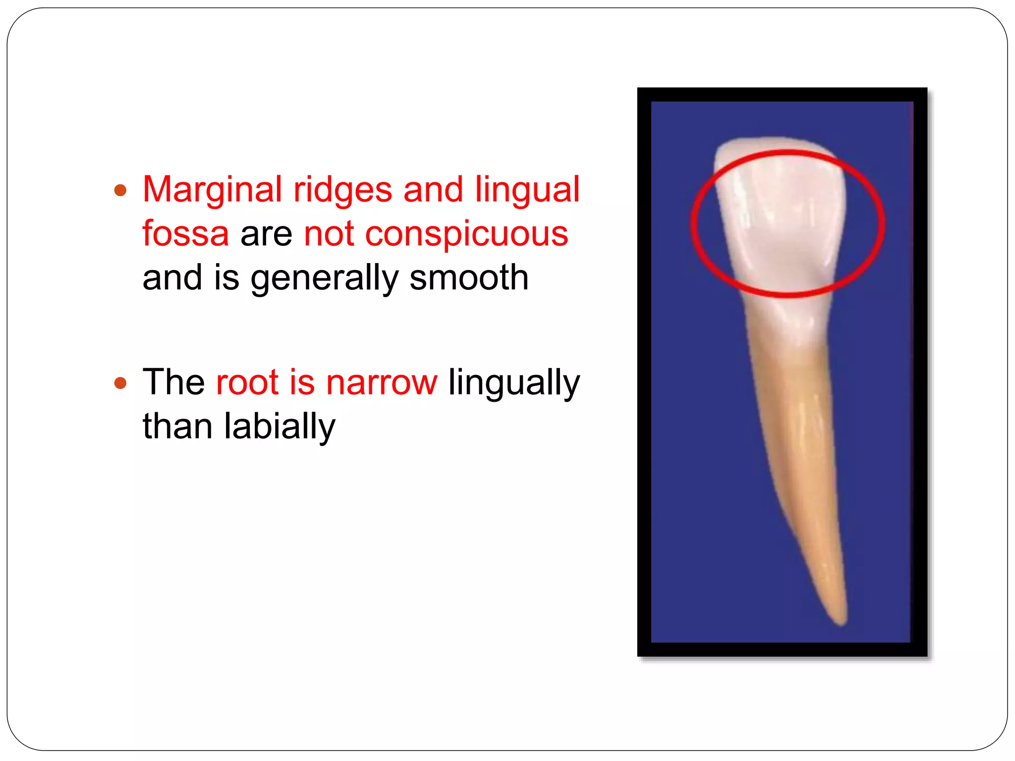 PERMANENT MANDIBULAR LATERAL INCISOR | PPTX