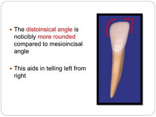 PERMANENT MANDIBULAR LATERAL INCISOR | PPTX