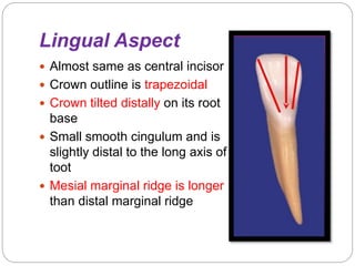 PERMANENT MANDIBULAR LATERAL INCISOR | PPTX