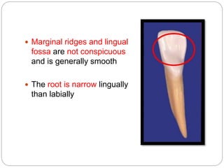 PERMANENT MANDIBULAR LATERAL INCISOR | PPTX