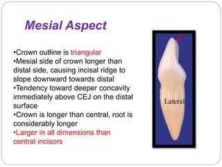 PERMANENT MANDIBULAR LATERAL INCISOR | PPTX