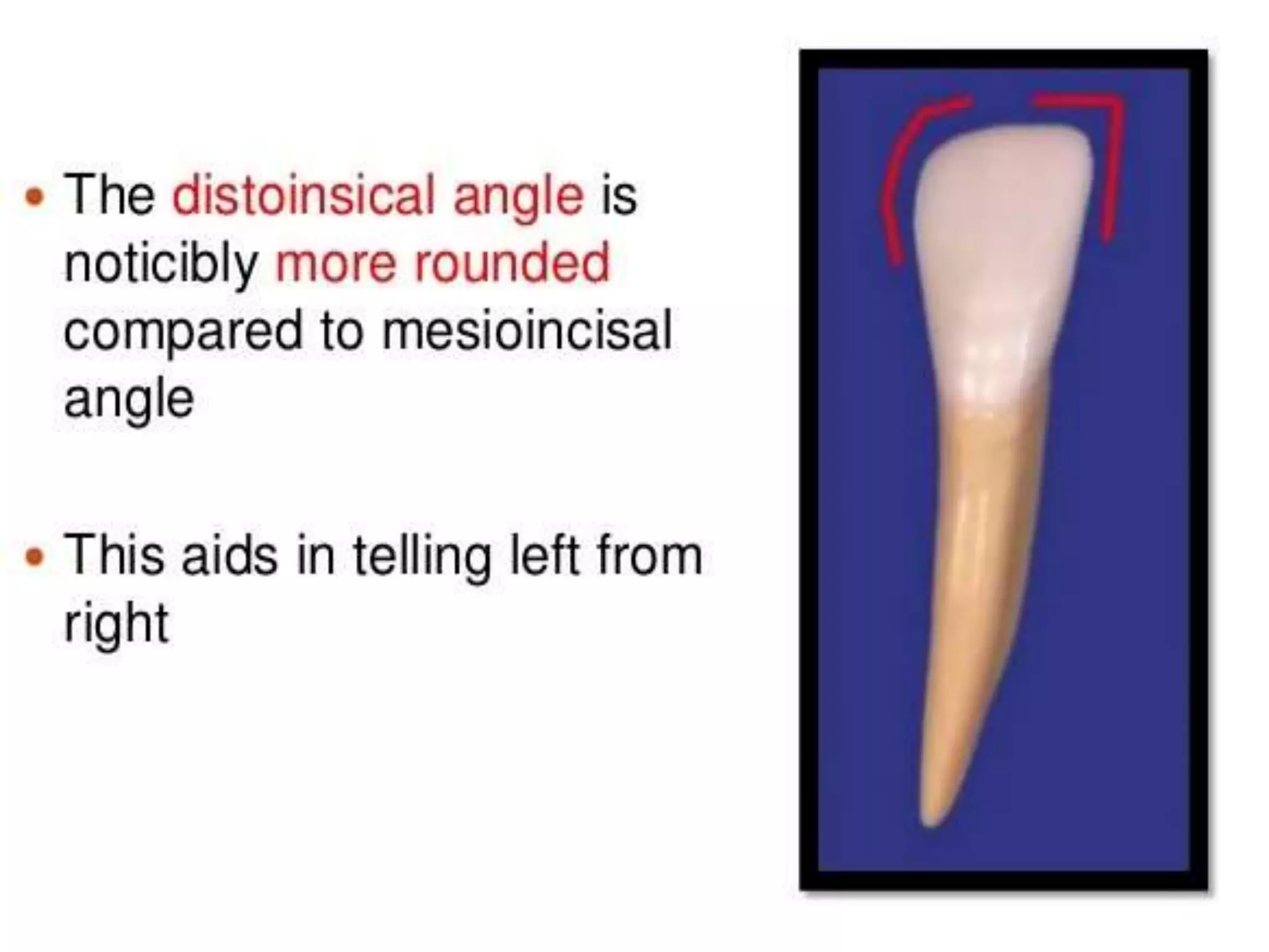 Permanent Mandibular Lateral Incisor | PPTX
