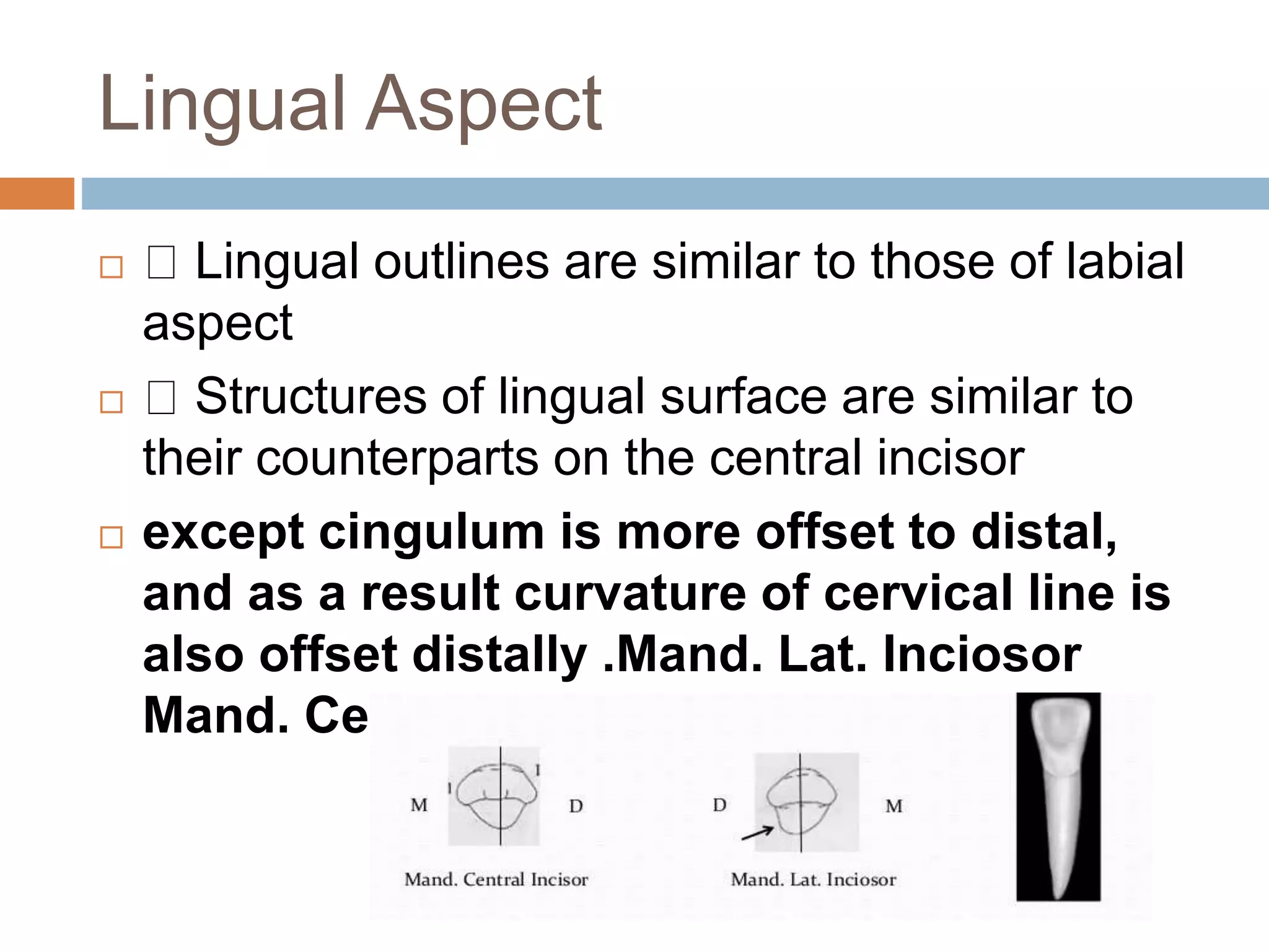 Permanent Mandibular Lateral Incisor | PPTX