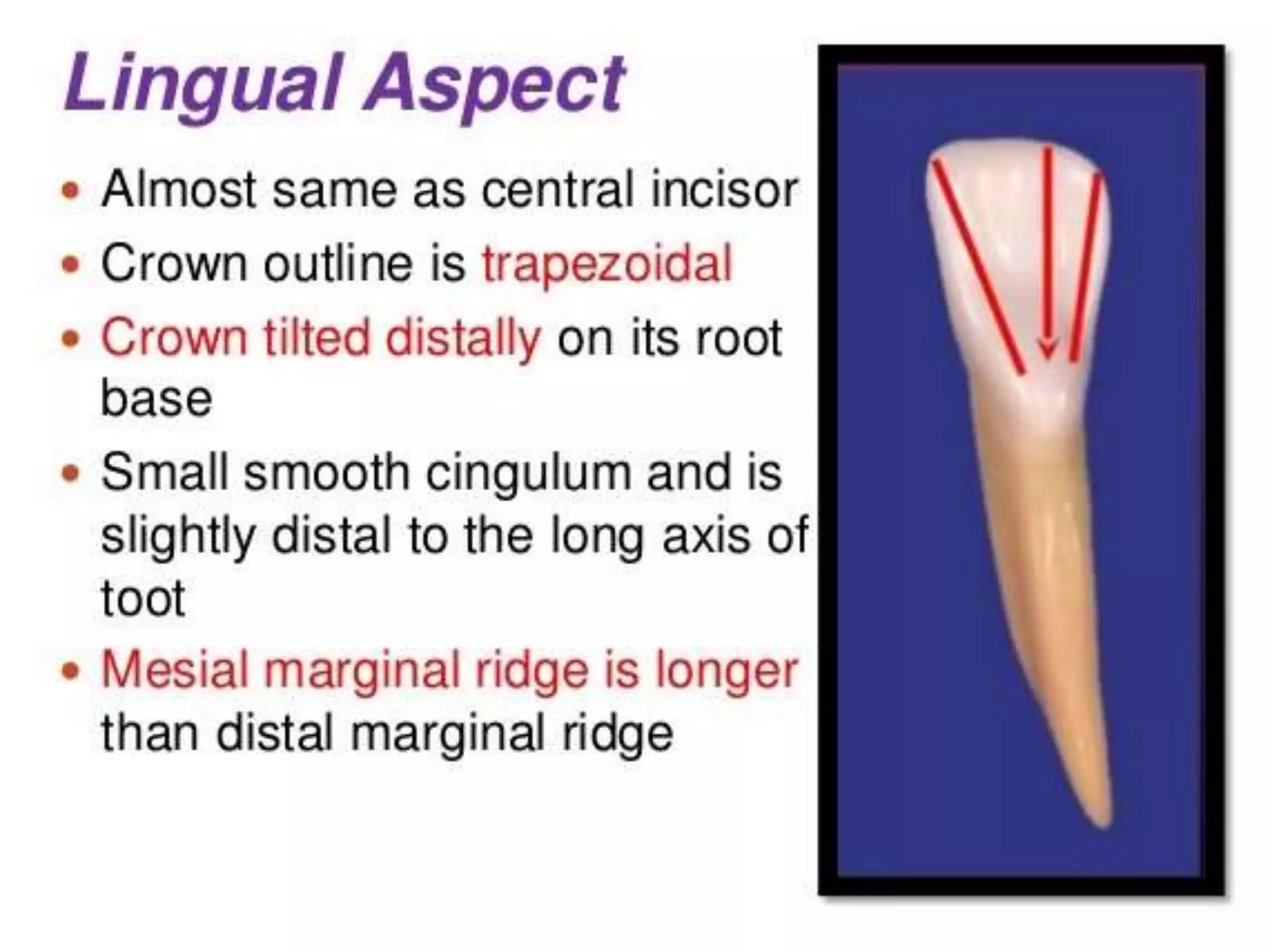 Permanent Mandibular Lateral Incisor | PPTX