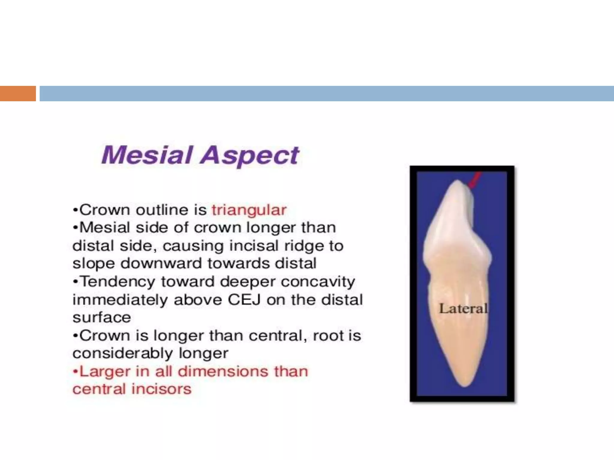 Permanent Mandibular Lateral Incisor | PPTX