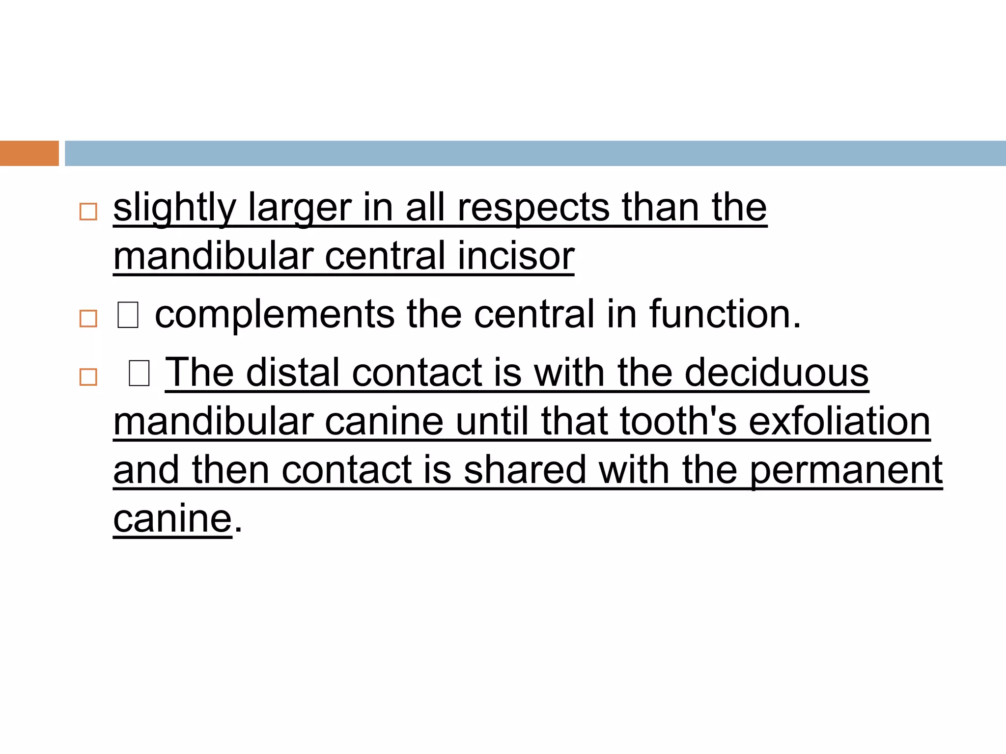 Permanent Mandibular Lateral Incisor | PPTX