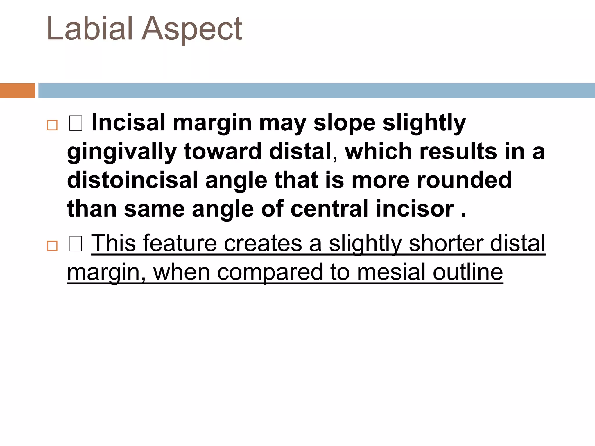 Permanent Mandibular Lateral Incisor | PPTX
