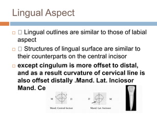 Permanent Mandibular Lateral Incisor | PPTX