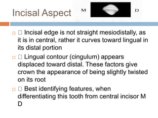 Permanent Mandibular Lateral Incisor | PPTX
