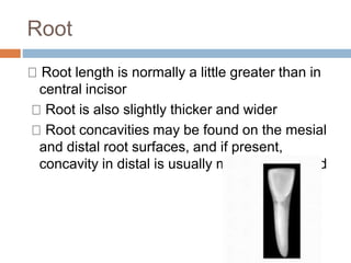 Permanent Mandibular Lateral Incisor | PPTX