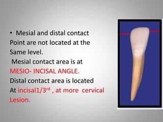PERMANENT Mandibular lateral incisor | PPT
