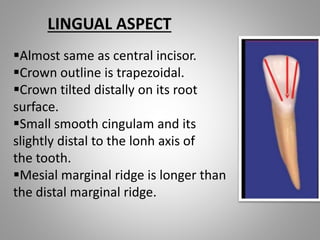 PERMANENT Mandibular lateral incisor | PPT