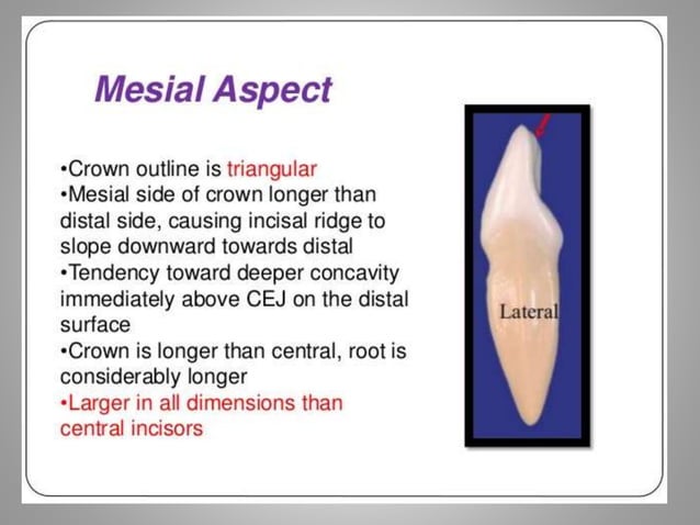 PERMANENT Mandibular lateral incisor | PPT