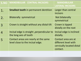 PERMANENT Mandibular lateral incisor | PPTX