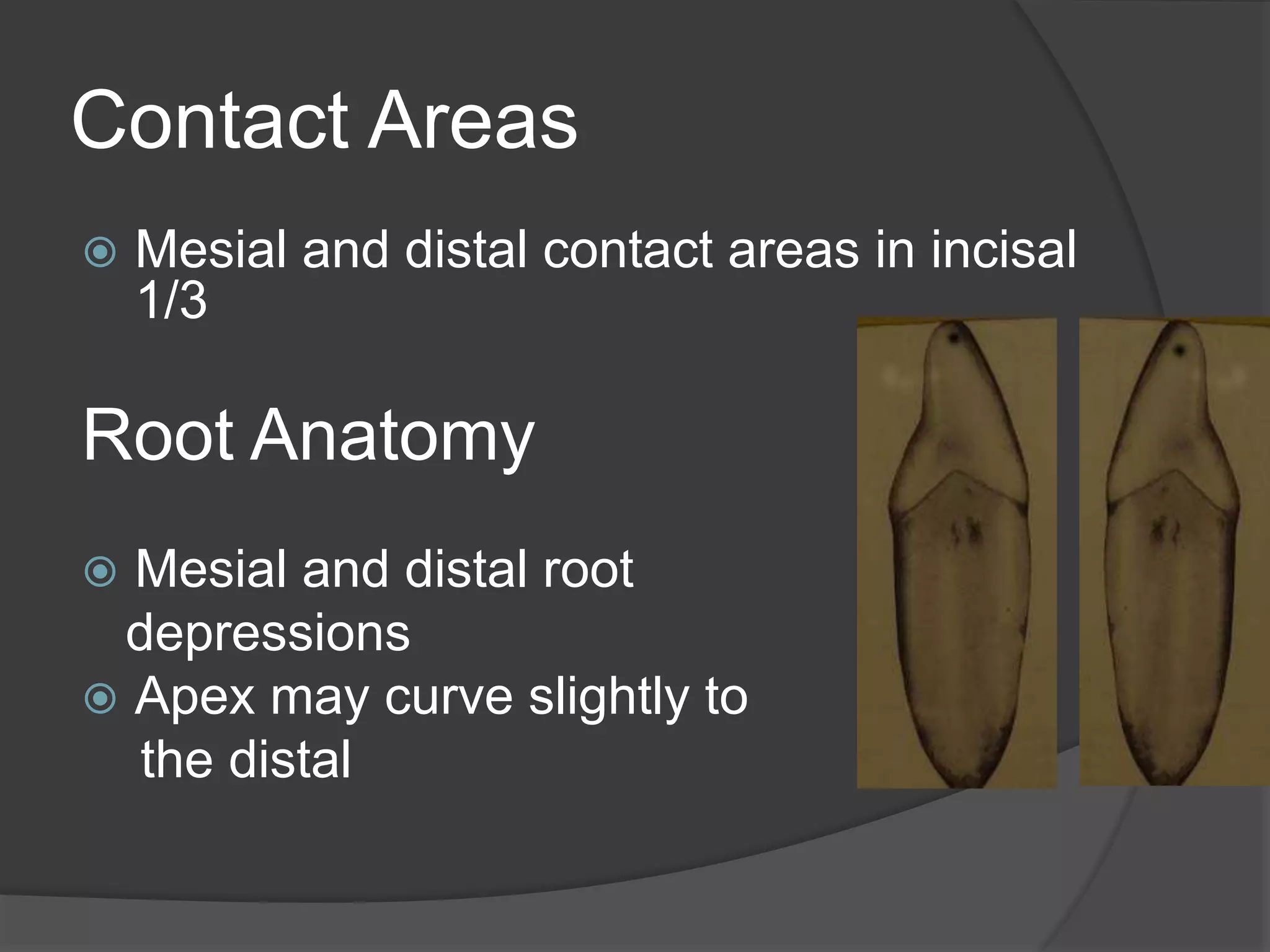 MANDIBULAR LATERAL INCISOR.pptx
