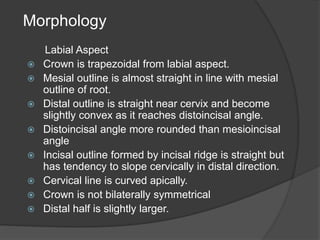 MANDIBULAR LATERAL INCISOR.pptx
