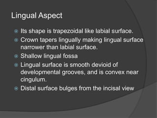 MANDIBULAR LATERAL INCISOR.pptx