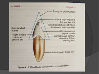 MANDIBULAR LATERAL INCISOR.pptx