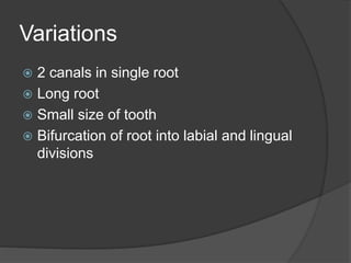 MANDIBULAR LATERAL INCISOR.pptx