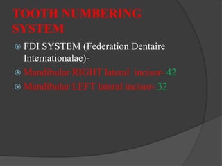 MANDIBULAR LATERAL INCISOR.pptx