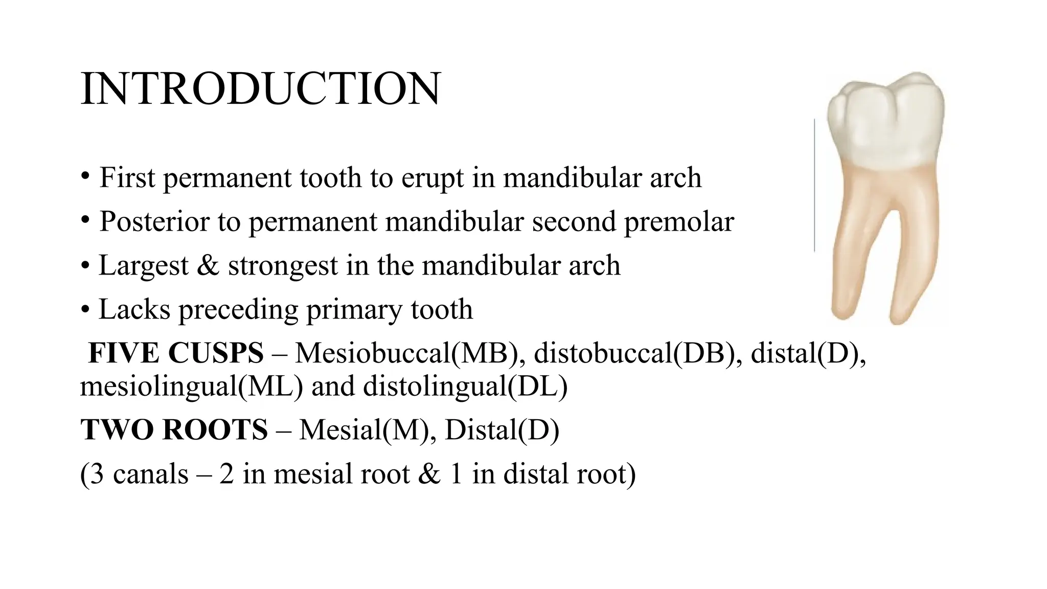 Tooth morphology of MANDIBULAR MOLAR.pptx
