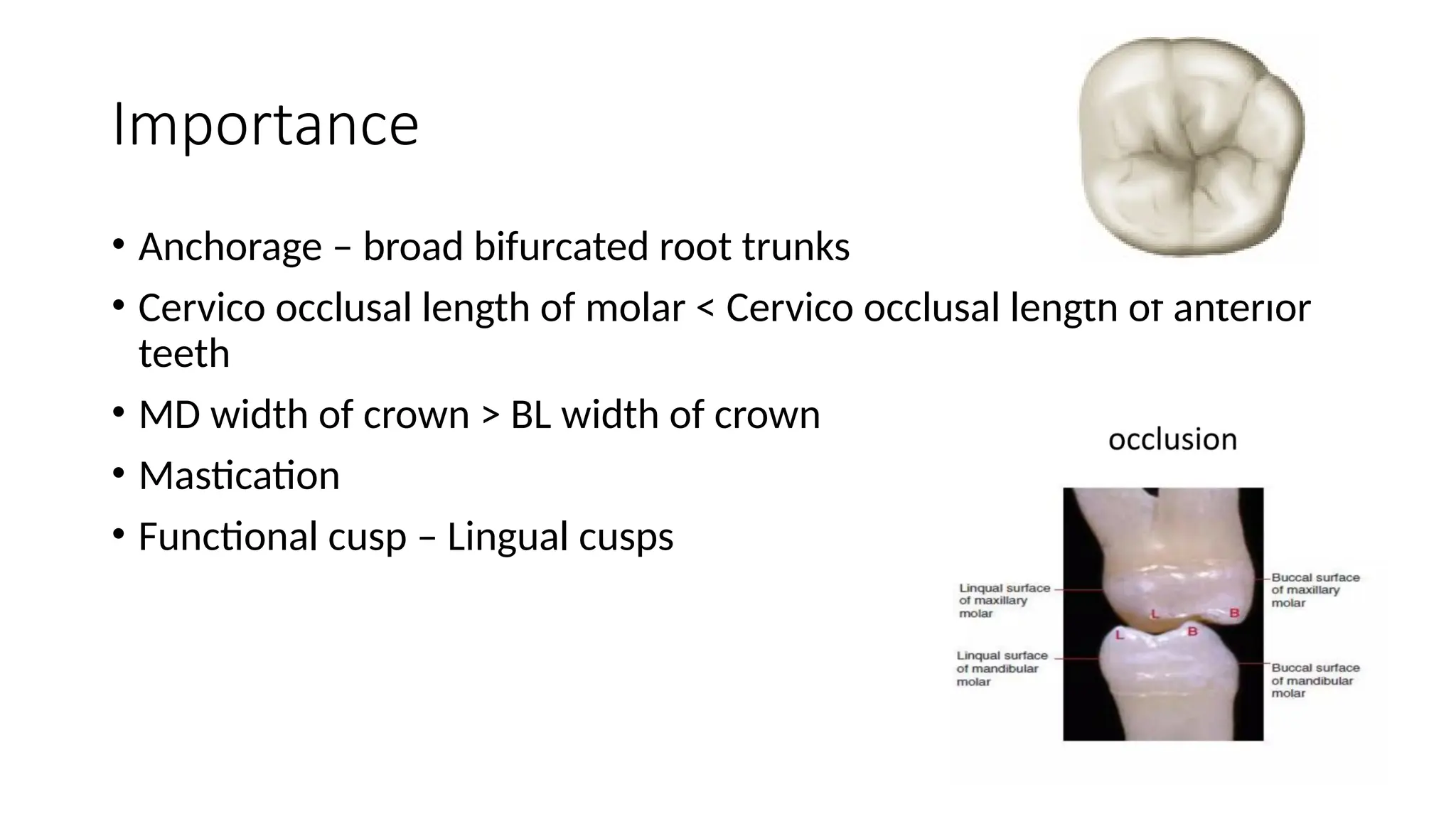 Tooth morphology of MANDIBULAR MOLAR.pptx