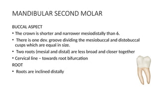 Tooth morphology of MANDIBULAR MOLAR.pptx