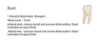 Tooth morphology of MANDIBULAR MOLAR.pptx