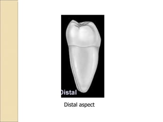 Mandibular Molars | PPT