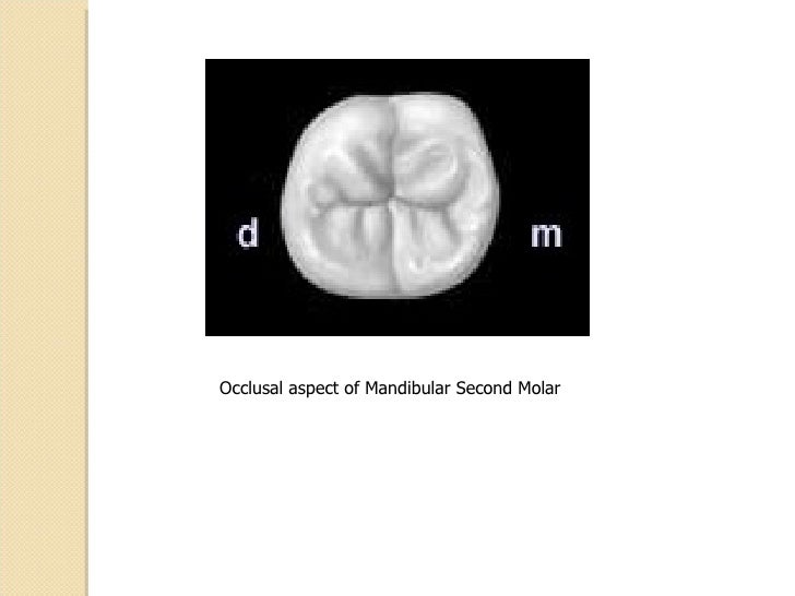 Mandibular Second Molar Anatomy
