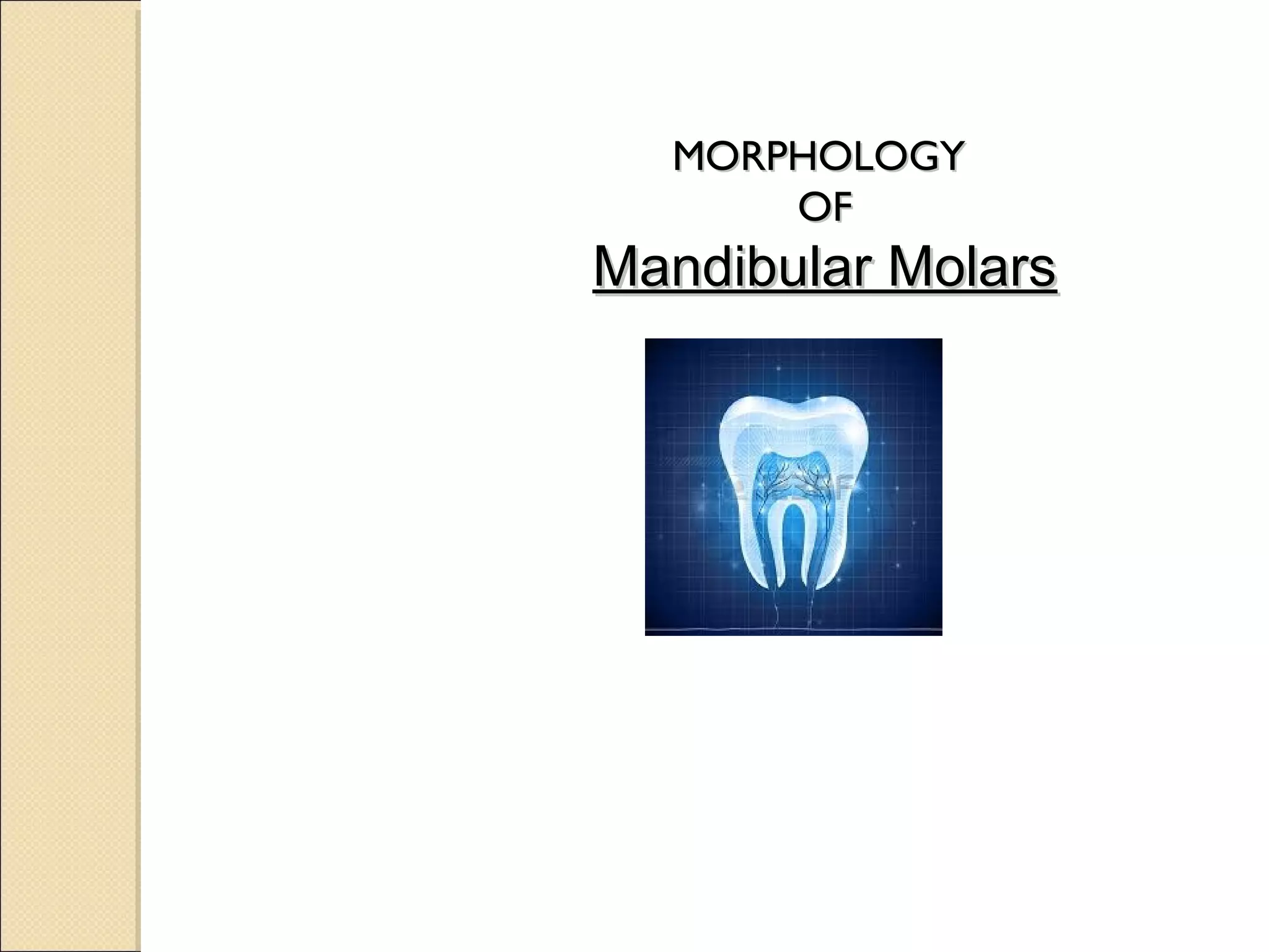 morphology of mandibular 1st,2nd,3rd molars teeth | PPT