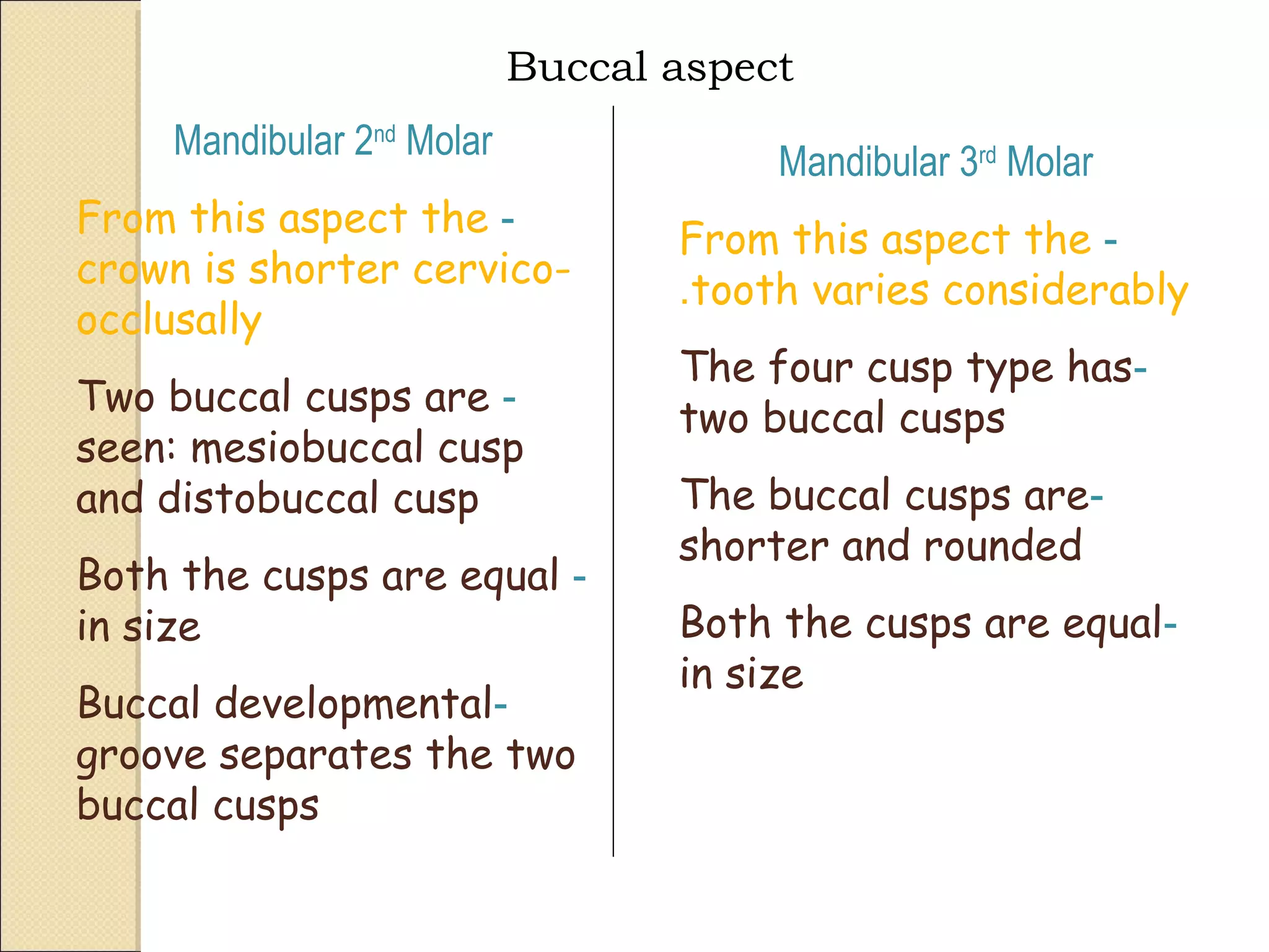 morphology of mandibular 1st,2nd,3rd molars teeth | PPT