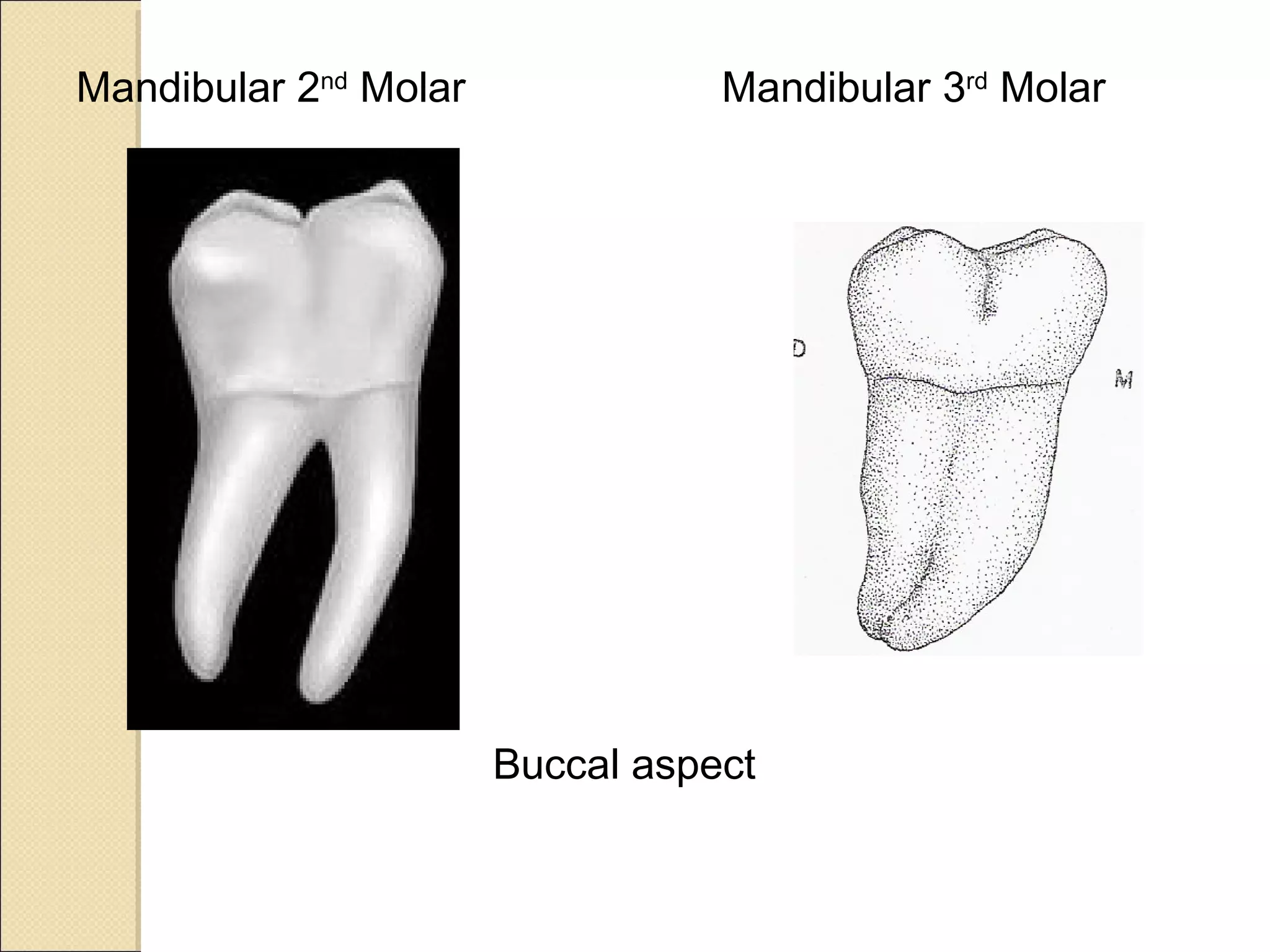 morphology of mandibular 1st,2nd,3rd molars teeth | PPT