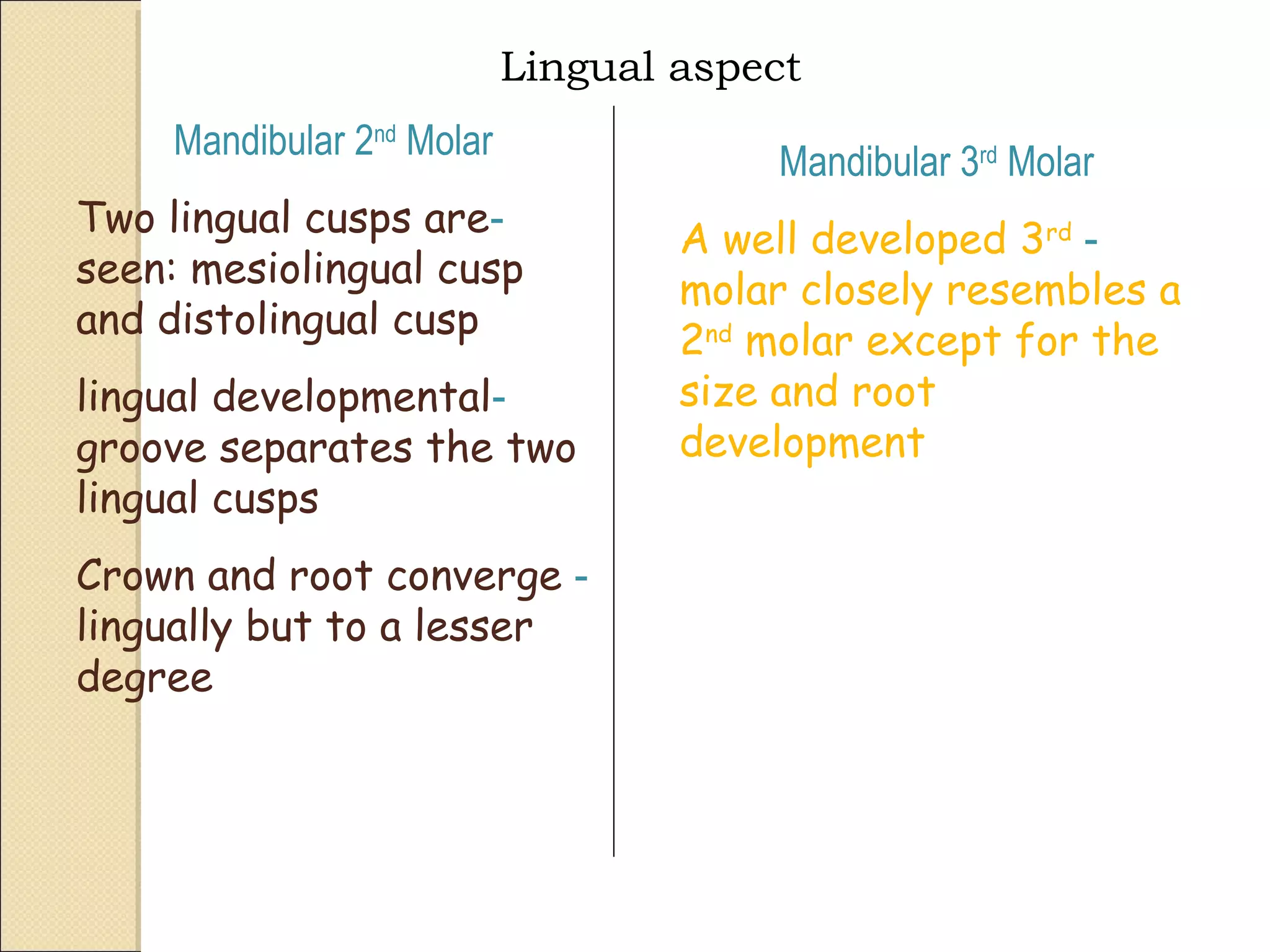 morphology of mandibular 1st,2nd,3rd molars teeth | PPT
